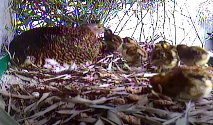 Forefront of Avian Conservation-10. Ex situ conservation of Lagopus ...