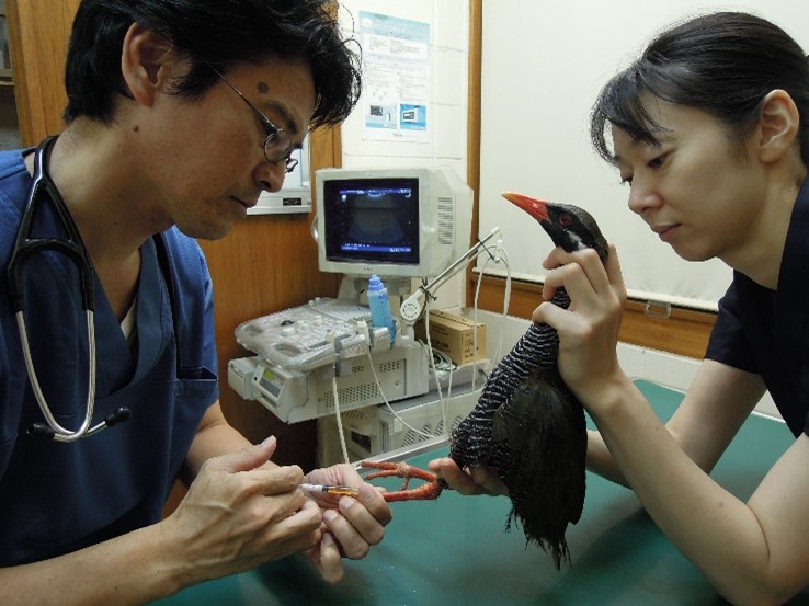 Forefront of Avian Conservation-11. For the future of Okinawa Rail ...