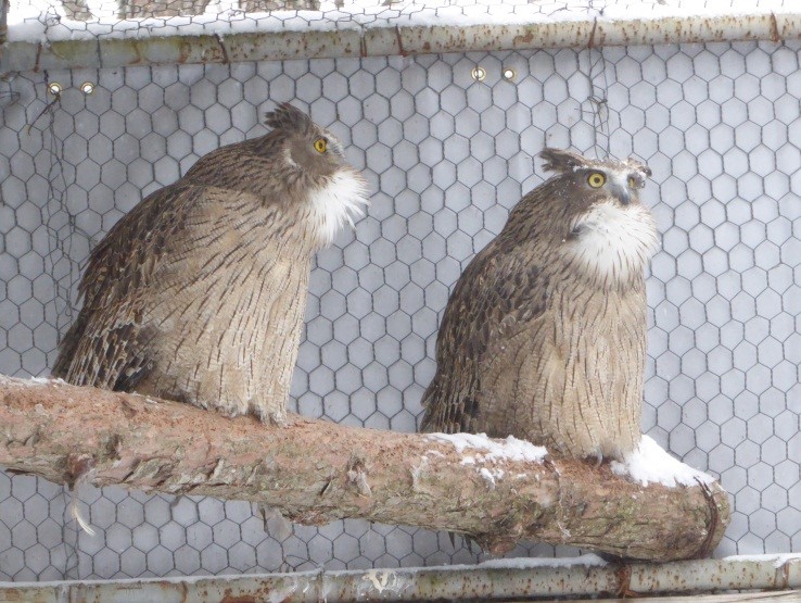 Forefront of Avian Conservation-5. Blakiston’s Fish-Owl, A Spiritual ...