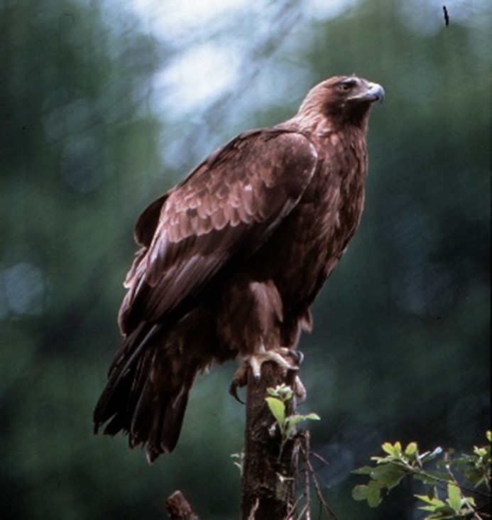 Forefront of Avian Conservation-7. Breeding and conservation of ...